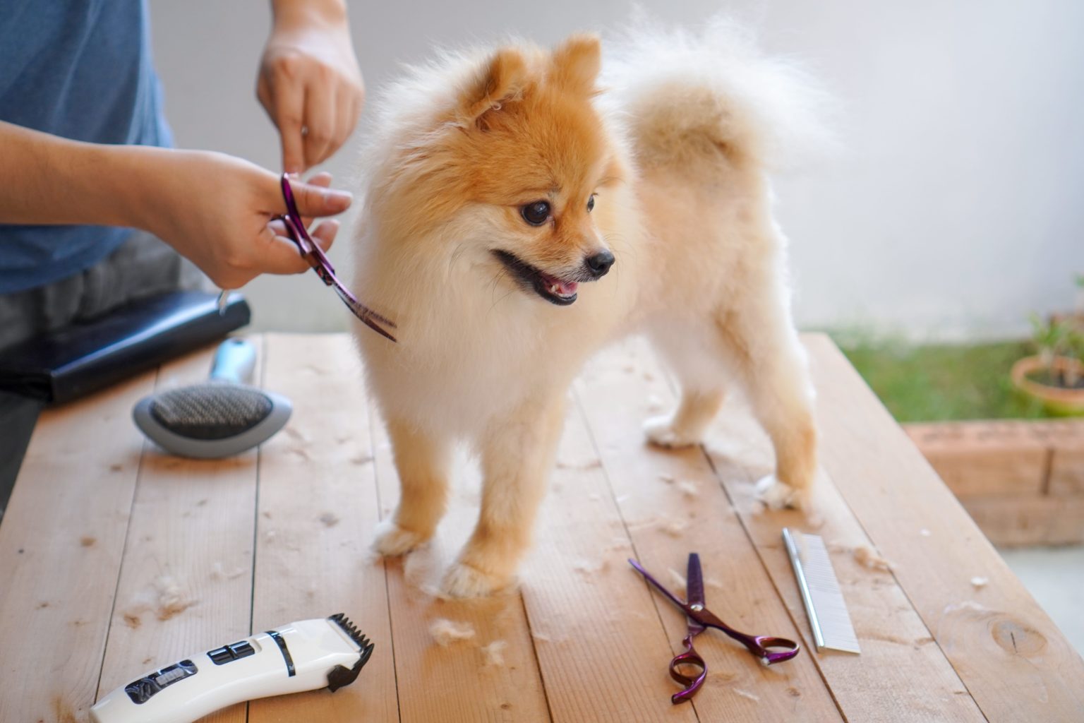 Pet & Dog Grooming Insurance | PCI
