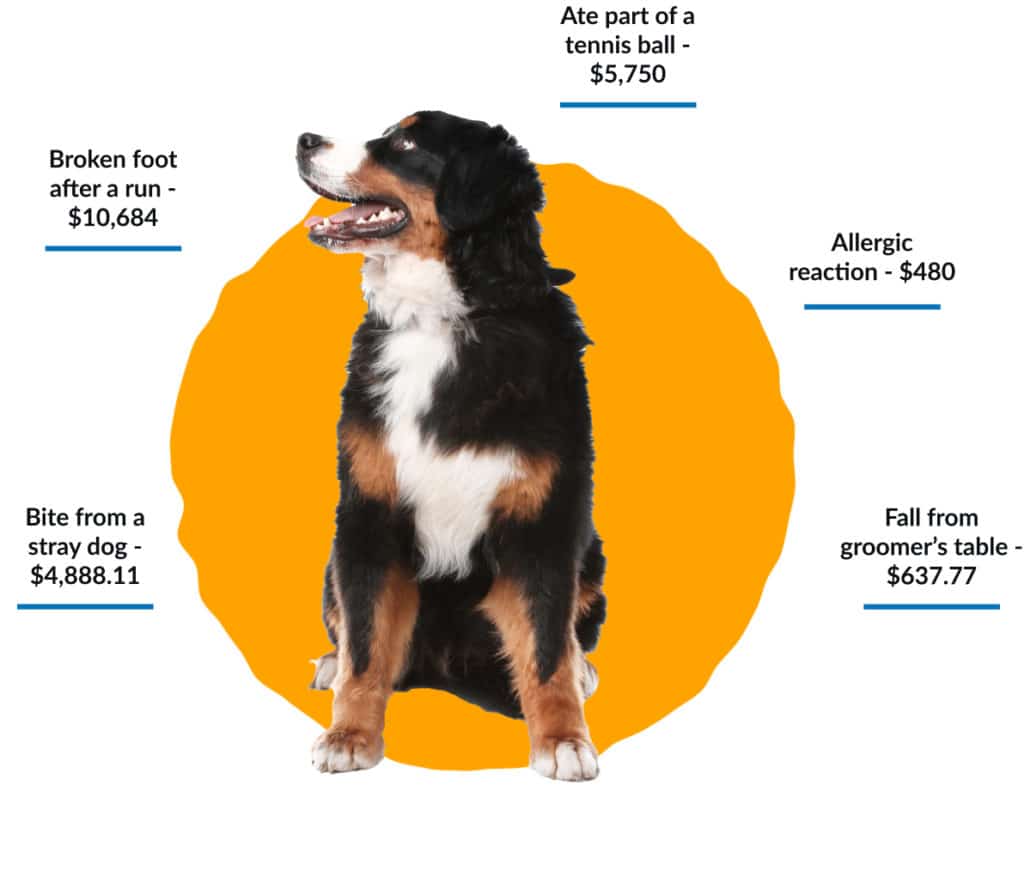 Pet Care Insurance for Pet Business Professionals | PCI