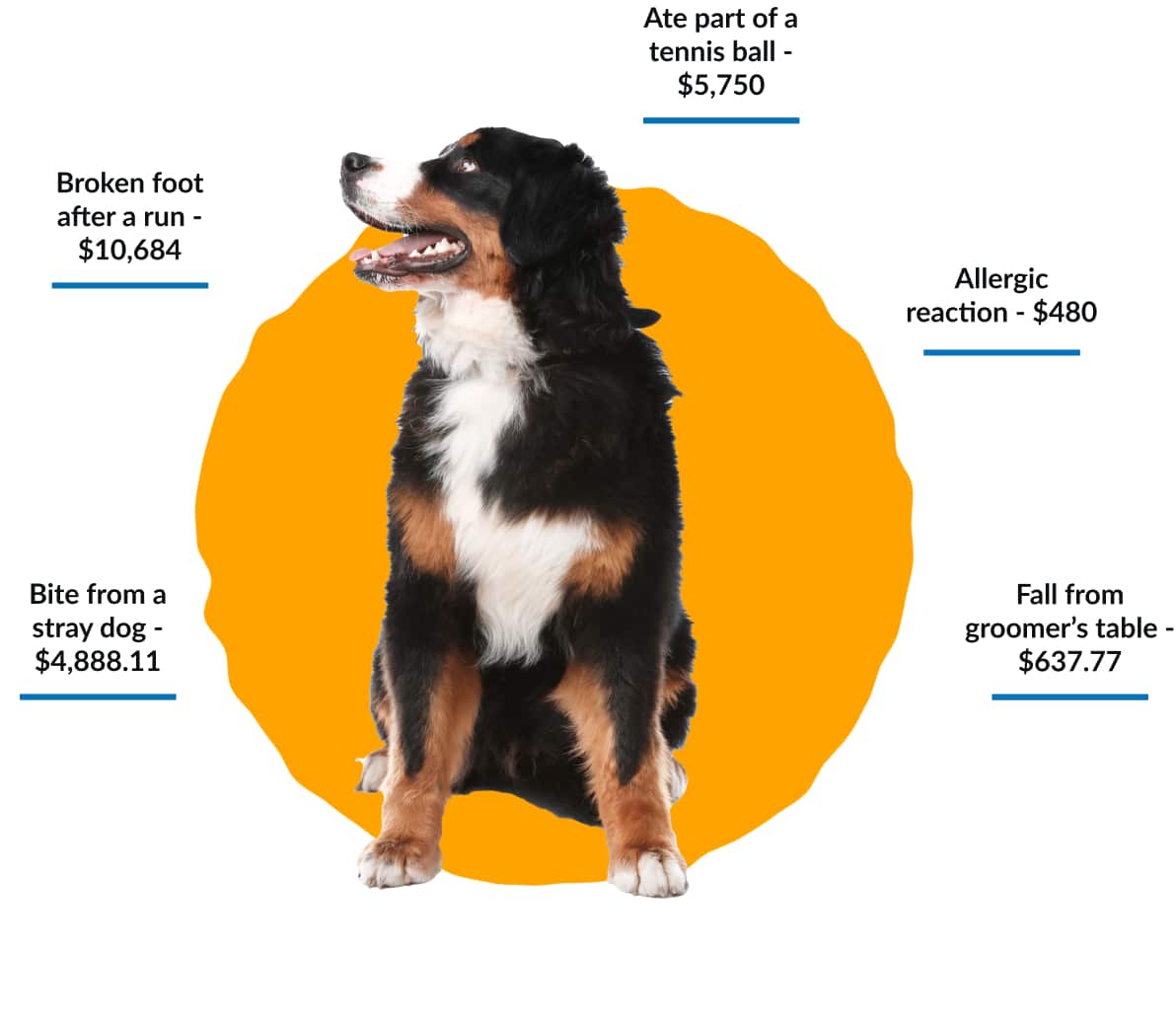 Pet Care Insurance for Pet Business Professionals | PCI