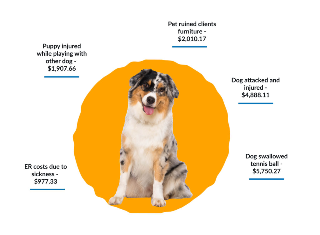 Liability Insurance for Pet & Dog Boarders | PCI