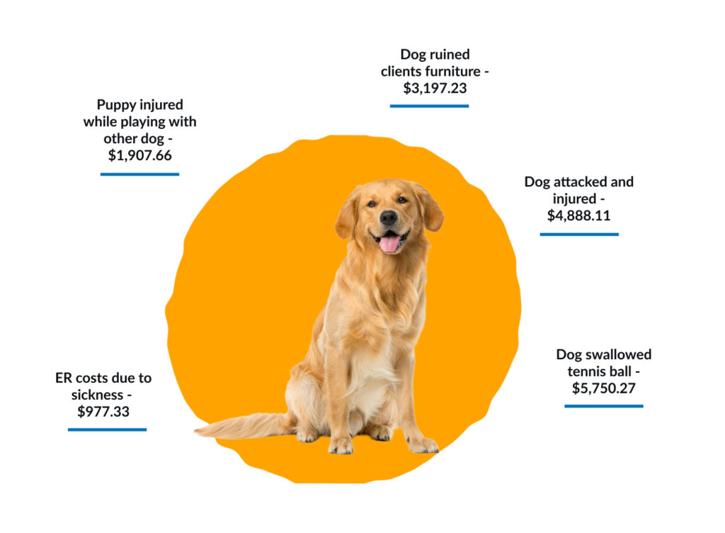 Dog Sitter Insurance | Pet Care Insurance (PCI)