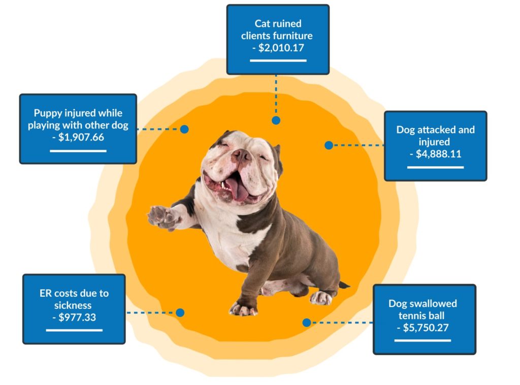 Why PCI | Protect Your Pet Business with Insurance