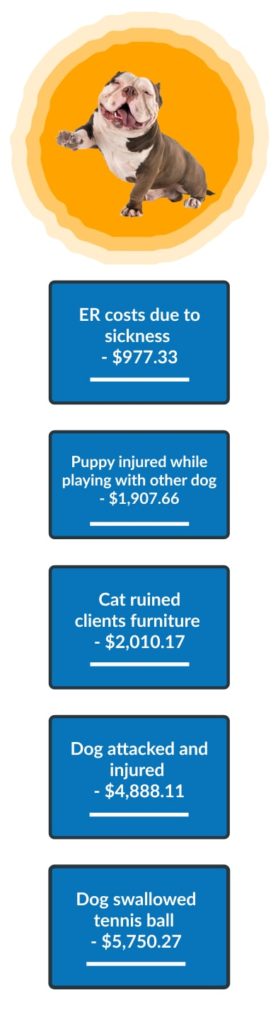 Why PCI | Protect Your Pet Business with Insurance