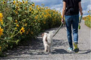 Dog Walking Insurance | Business Insurance for Dog Walkers