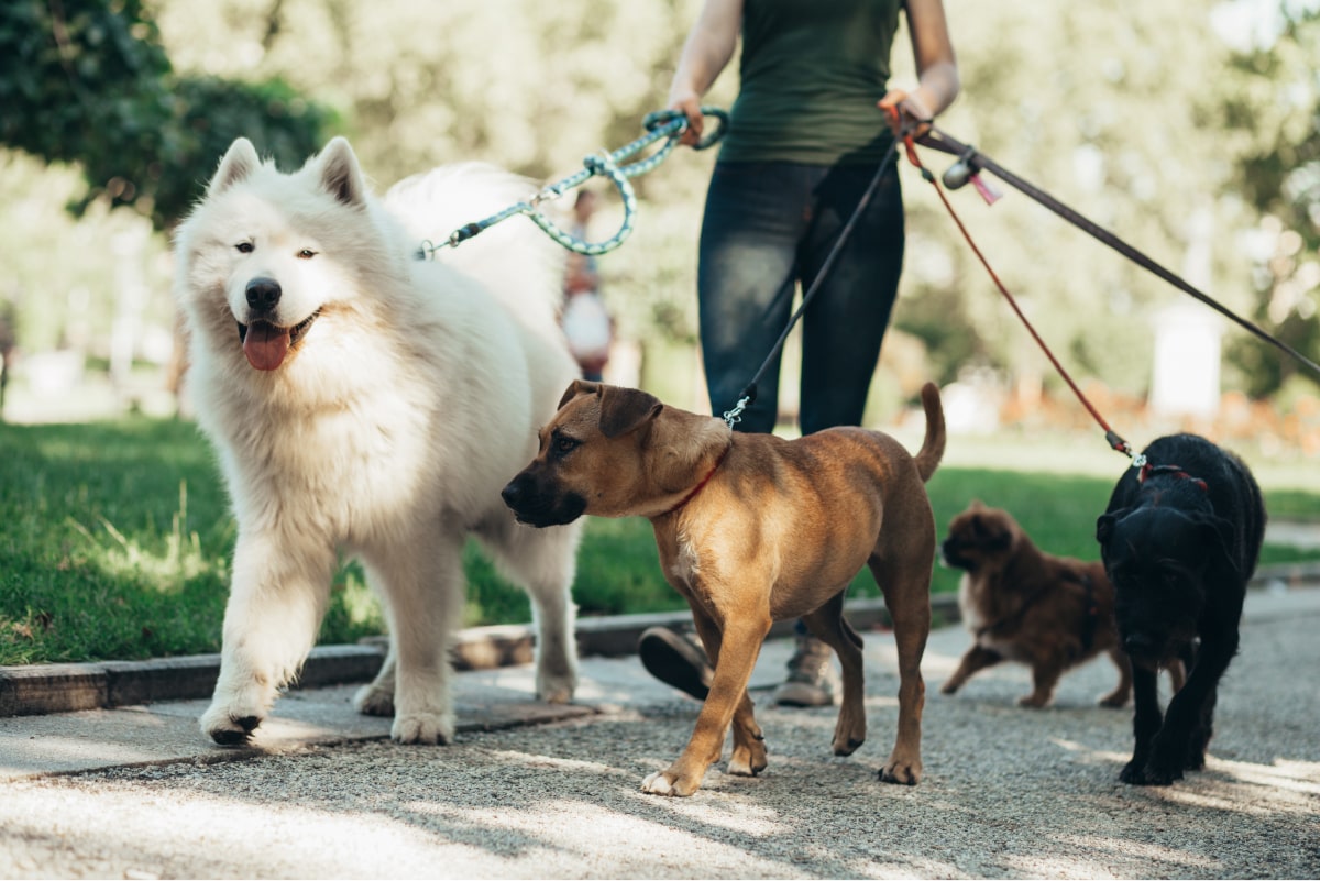 How to Become a Dog Walker on Rover | PCI