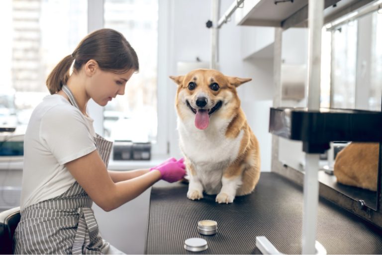 PCI Picks: Best Pet Grooming Software for 2024