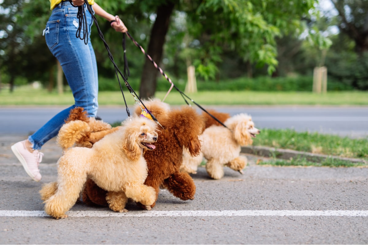 How to Start a Dog Walking Business With PCI