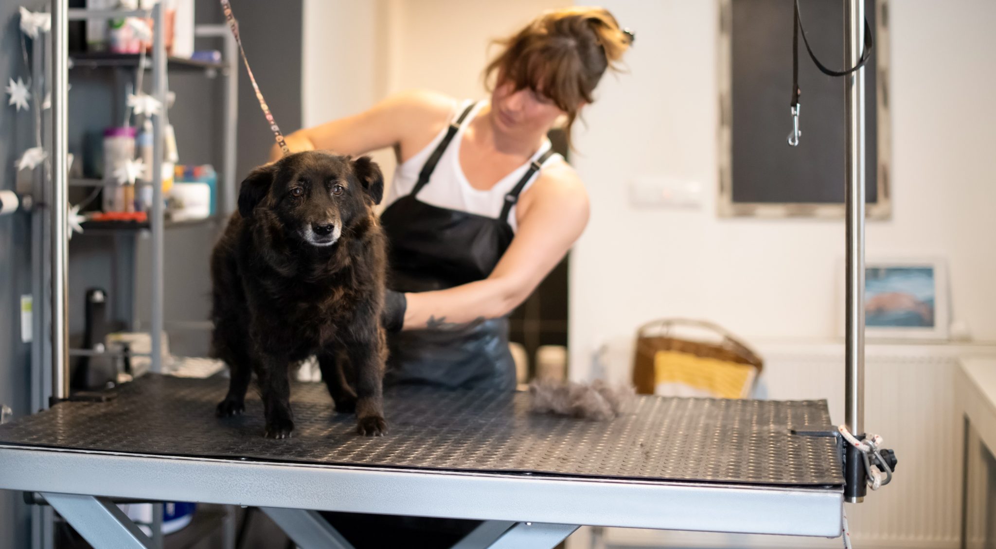 Pet & Dog Grooming Insurance | PCI